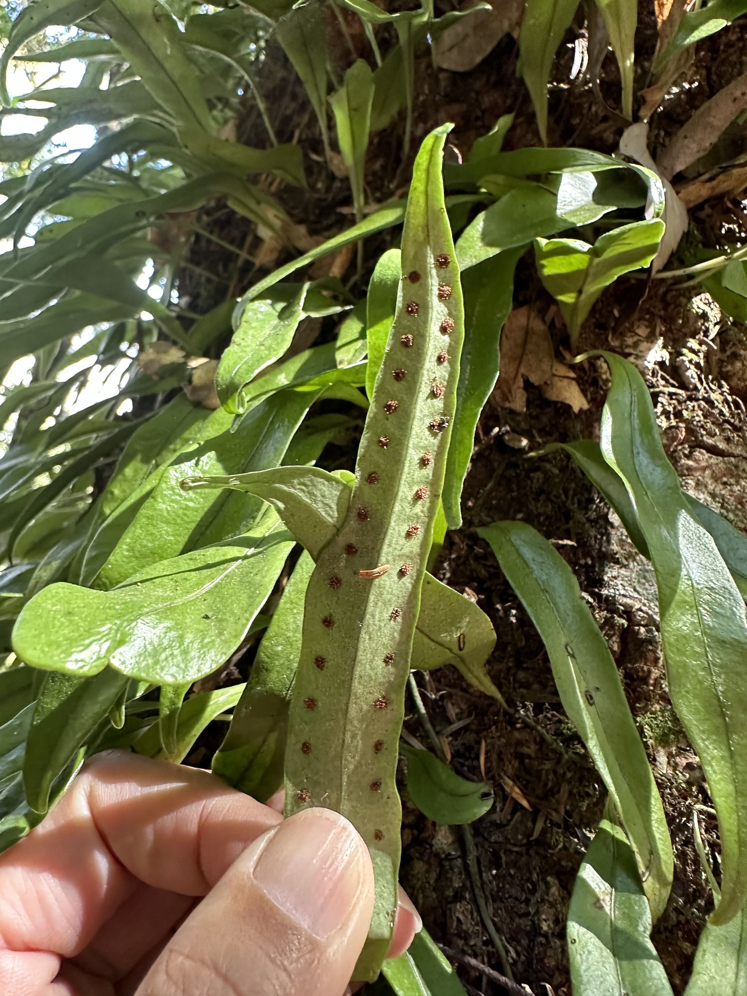 Lepisorus rostratus (Bedd.) C.F.Zhao, R.Wei & X.C.Zhang