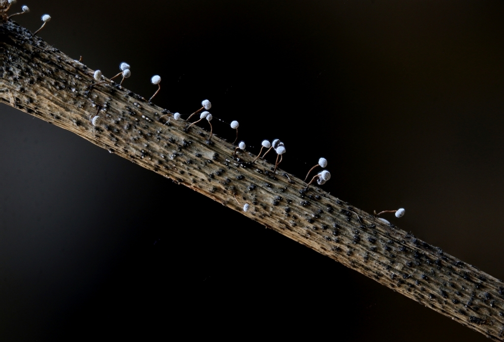 Didymium from Moregloed, Pretoria, 0186, South Africa on February 27 ...