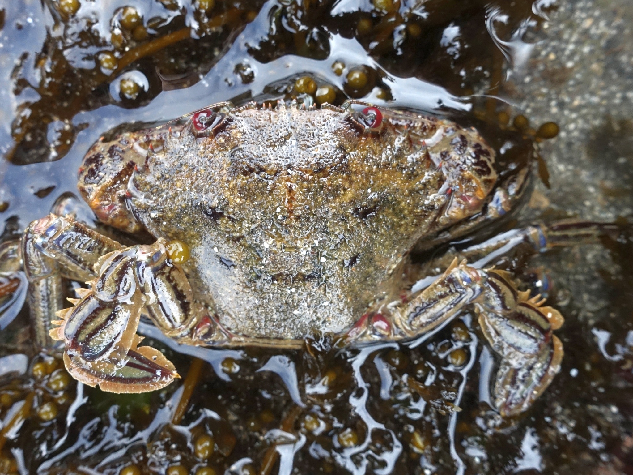 Necora puber (Linnaeus, 1767)