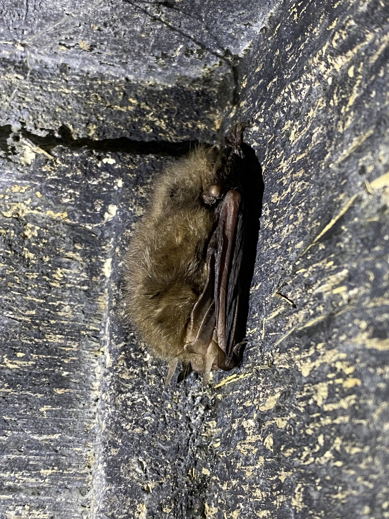 Plecotus auritus (Linnaeus, 1758)