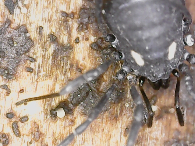 Nemastomatidae