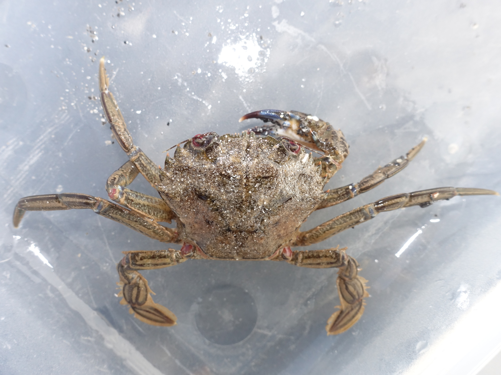 Necora puber (Linnaeus, 1767)