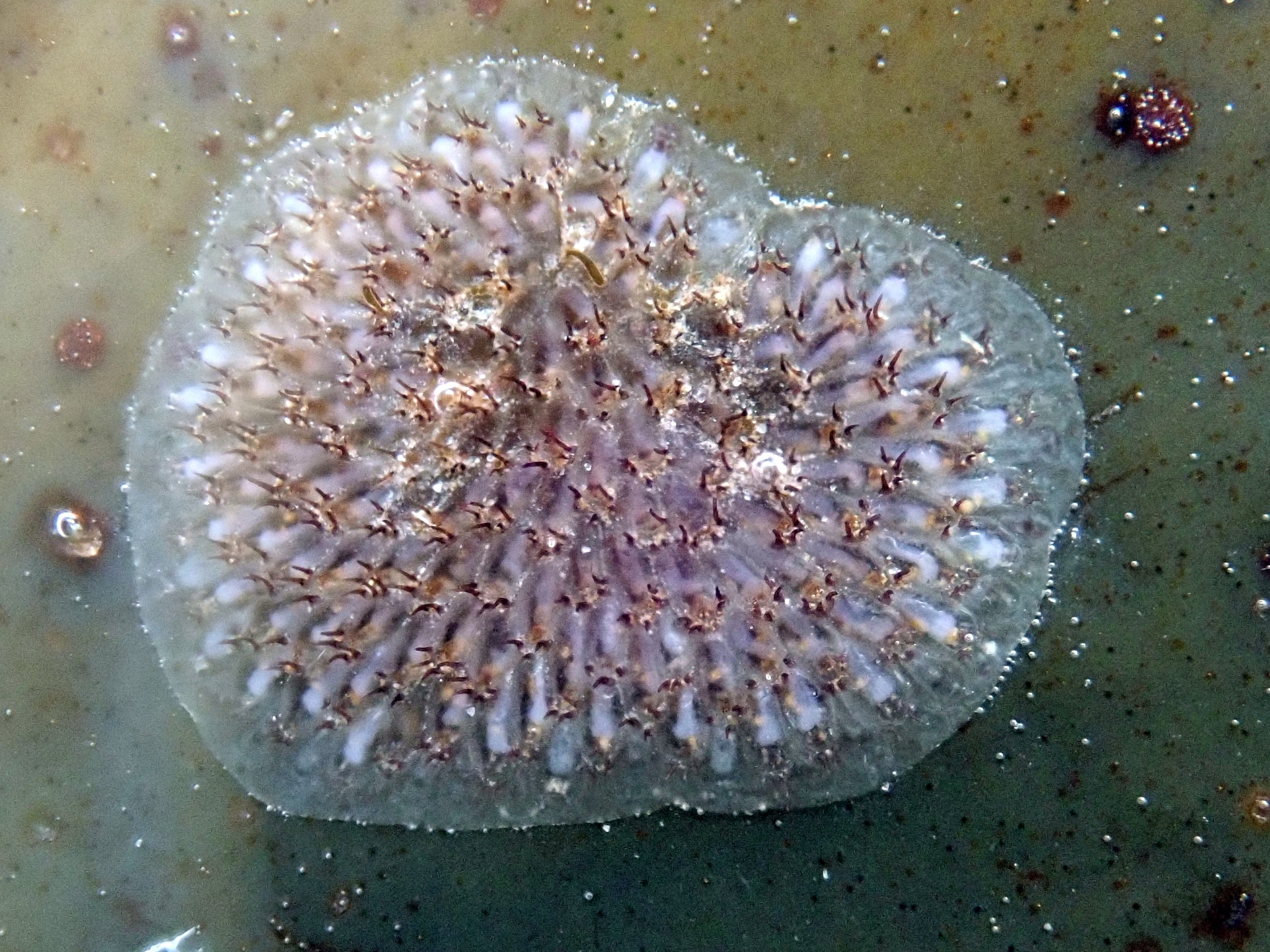 Flustrellidra hispida (Fabricius, 1780)