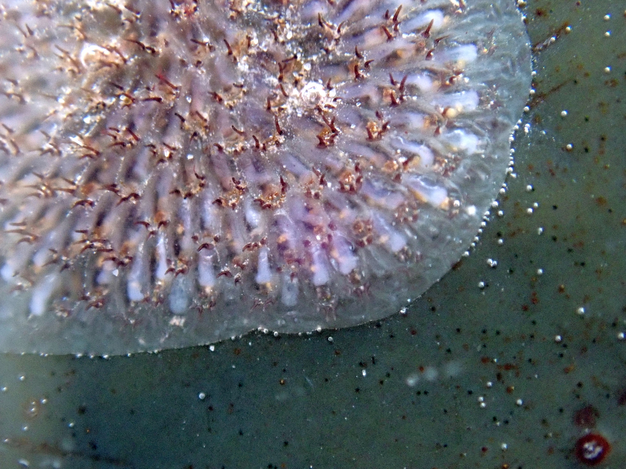 Flustrellidra hispida (Fabricius, 1780)