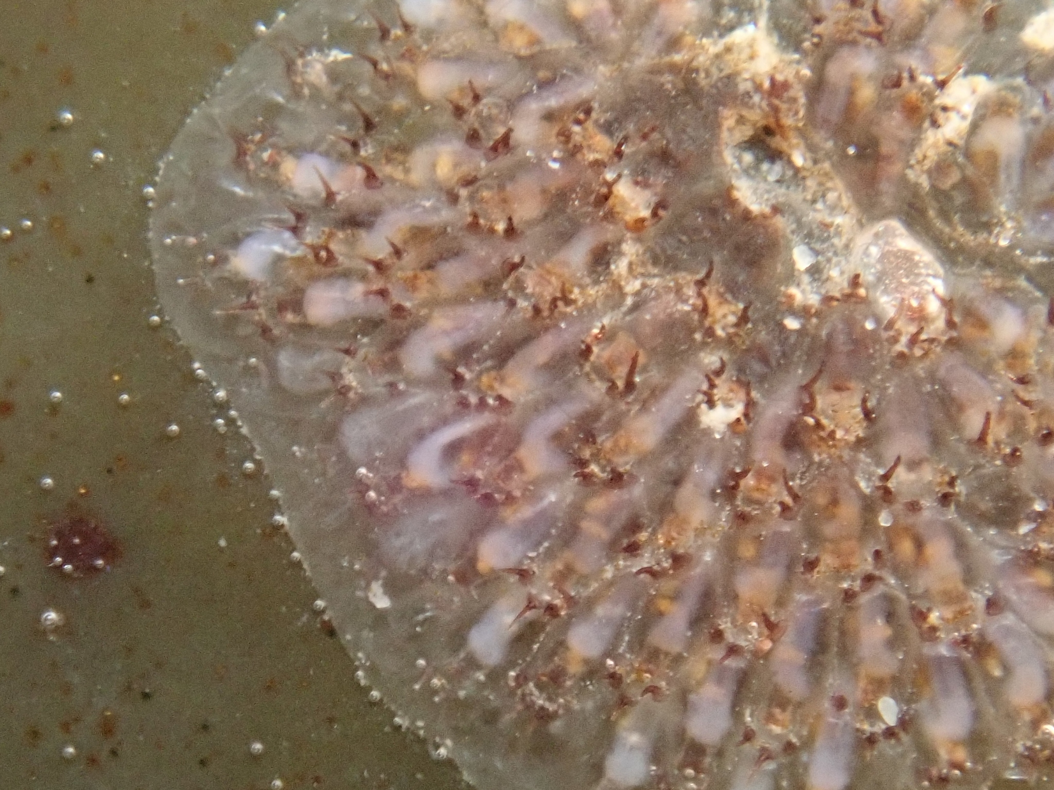 Flustrellidra hispida (Fabricius, 1780)