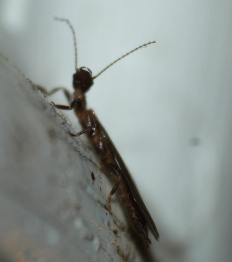 Embioptera