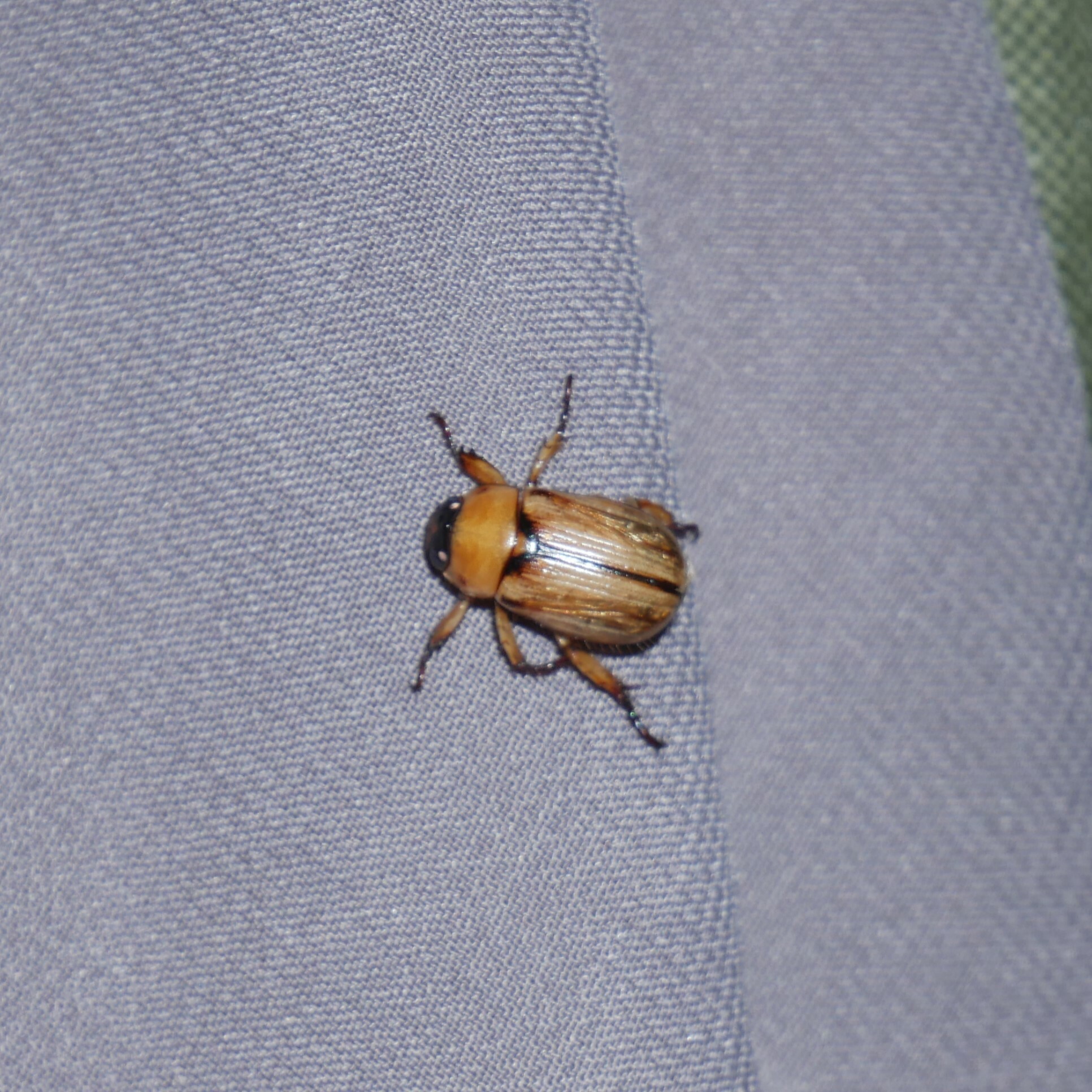 Anomala pallida (Fabricius, 1775)