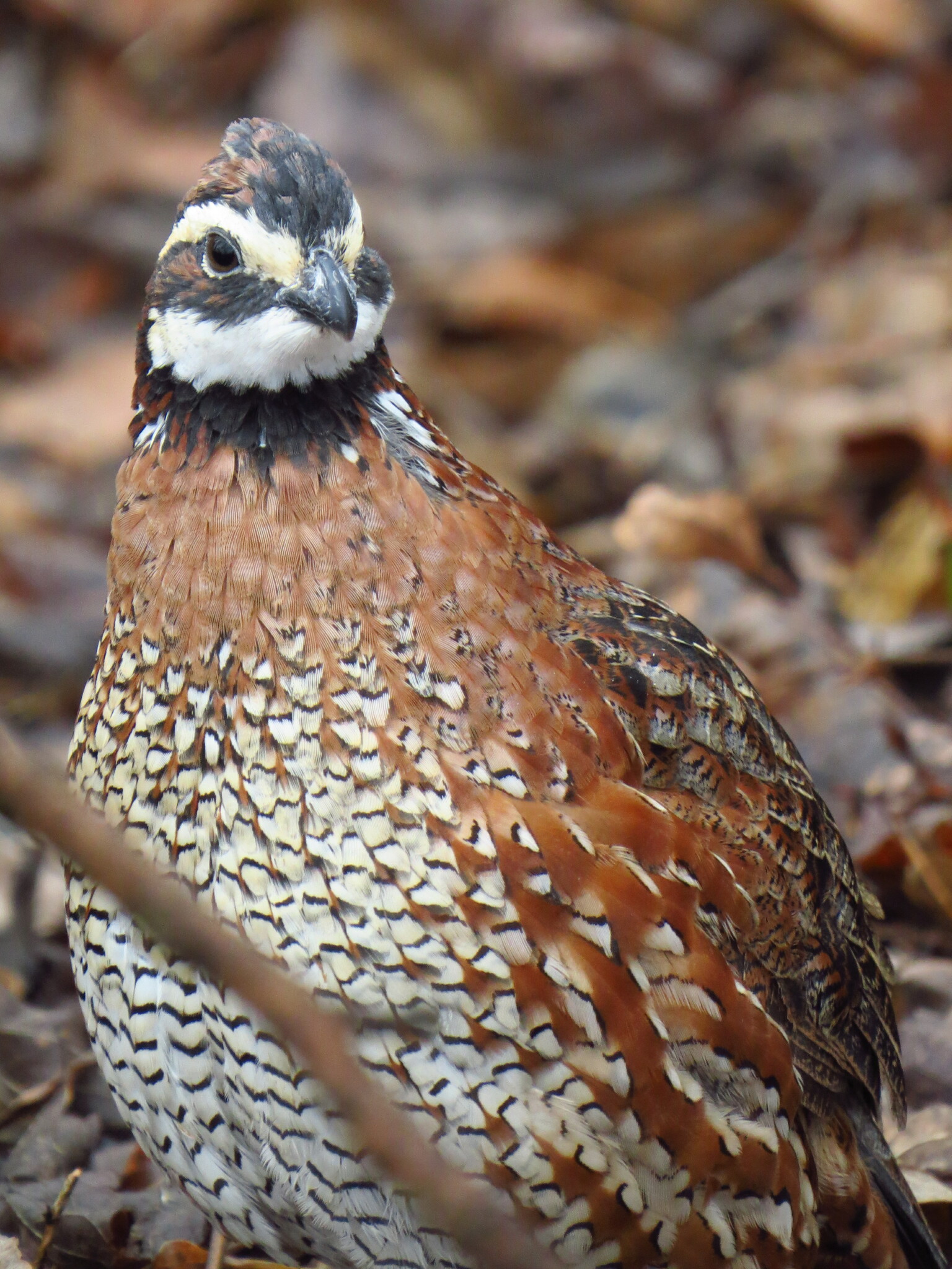 Colinus virginianus (Linnaeus, 1758)