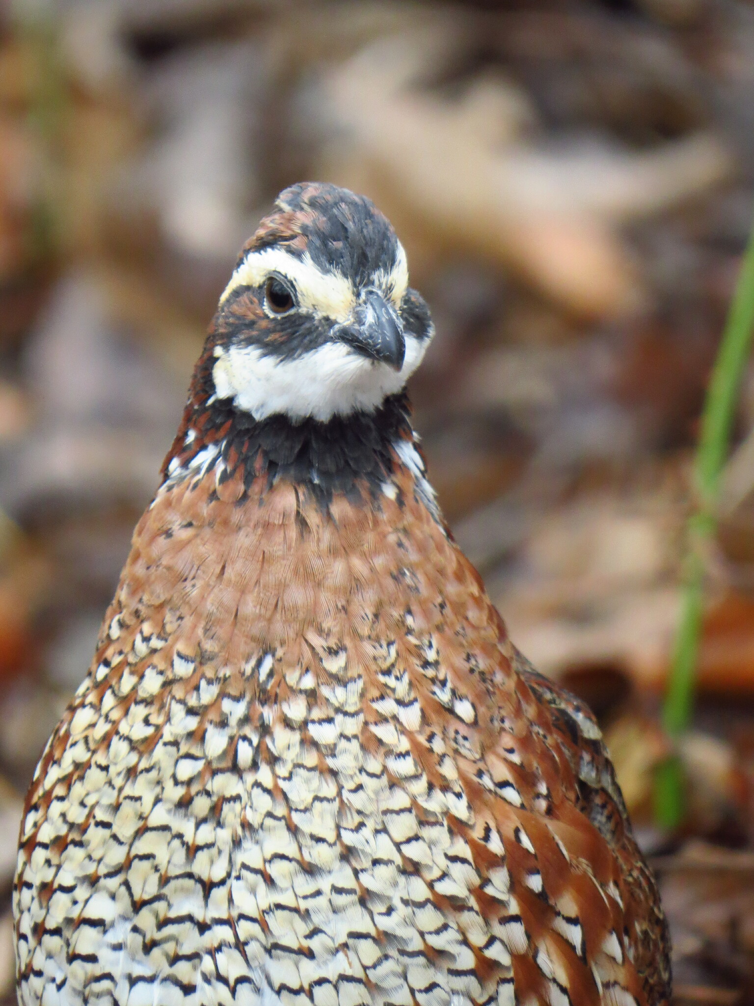 Colinus virginianus (Linnaeus, 1758)