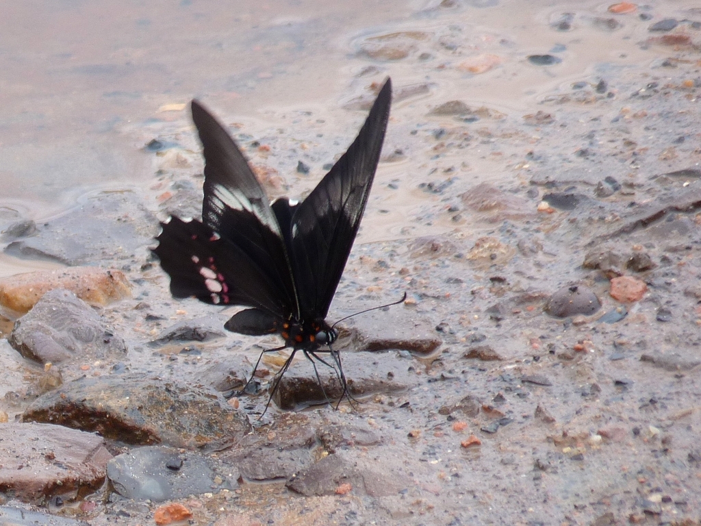 Rosa-de-luto (Borboletas de Rio Claro, SP/Butterflies of Rio Claro, SP ...