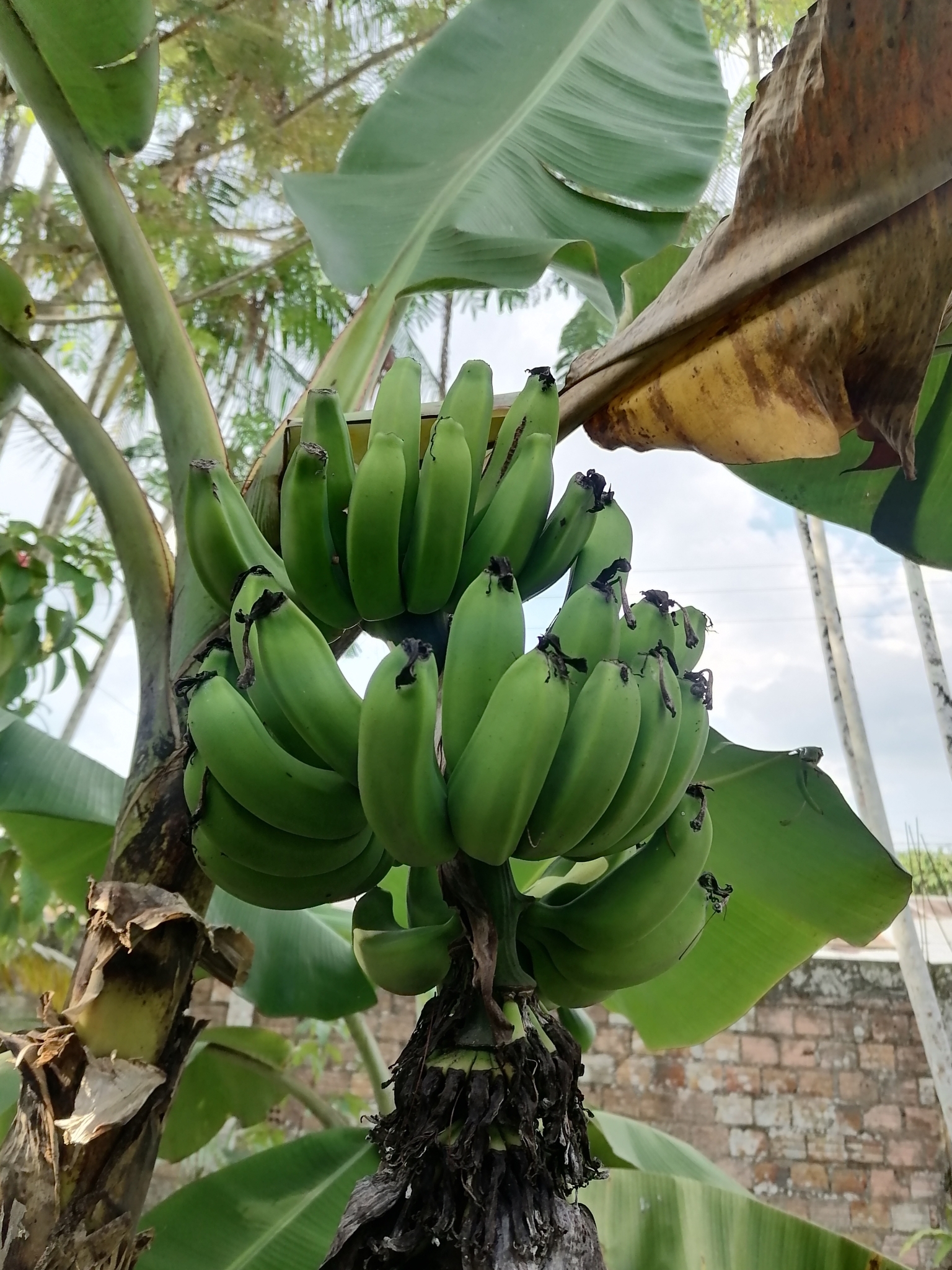 Musa ×paradisiaca L.