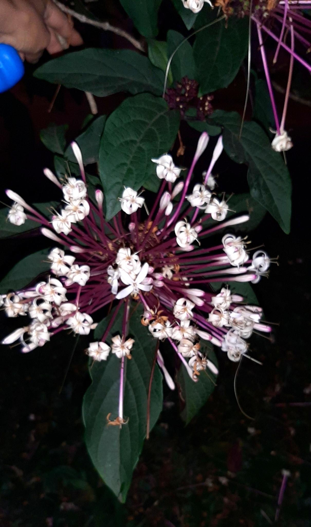 Clerodendrum quadriloculare (Blanco) Merr.