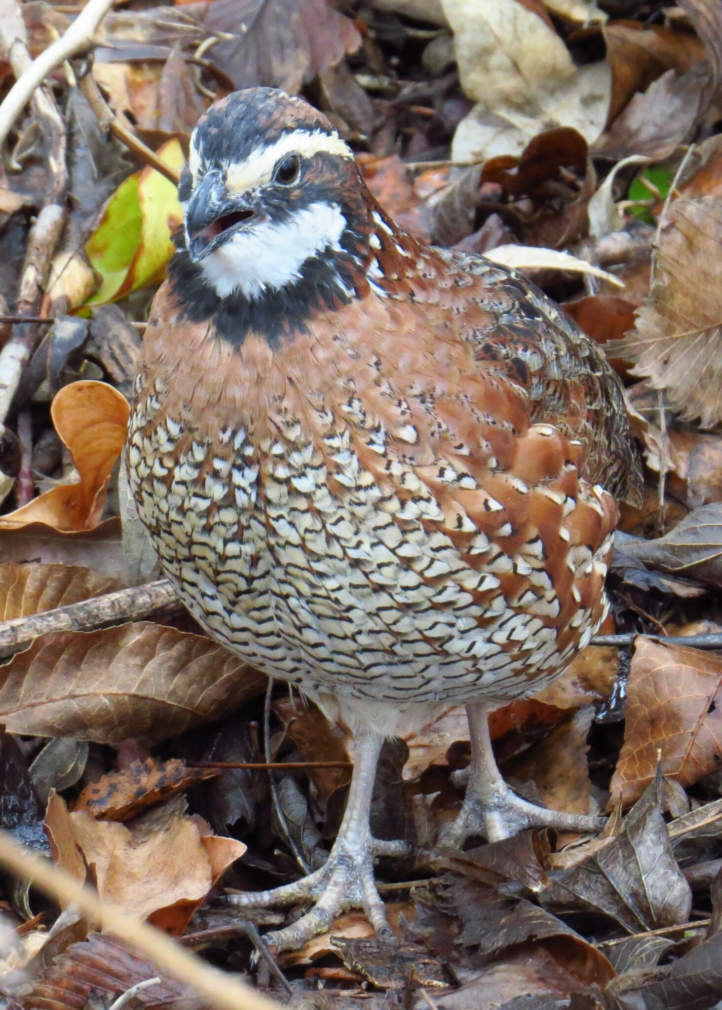 Colinus virginianus (Linnaeus, 1758)