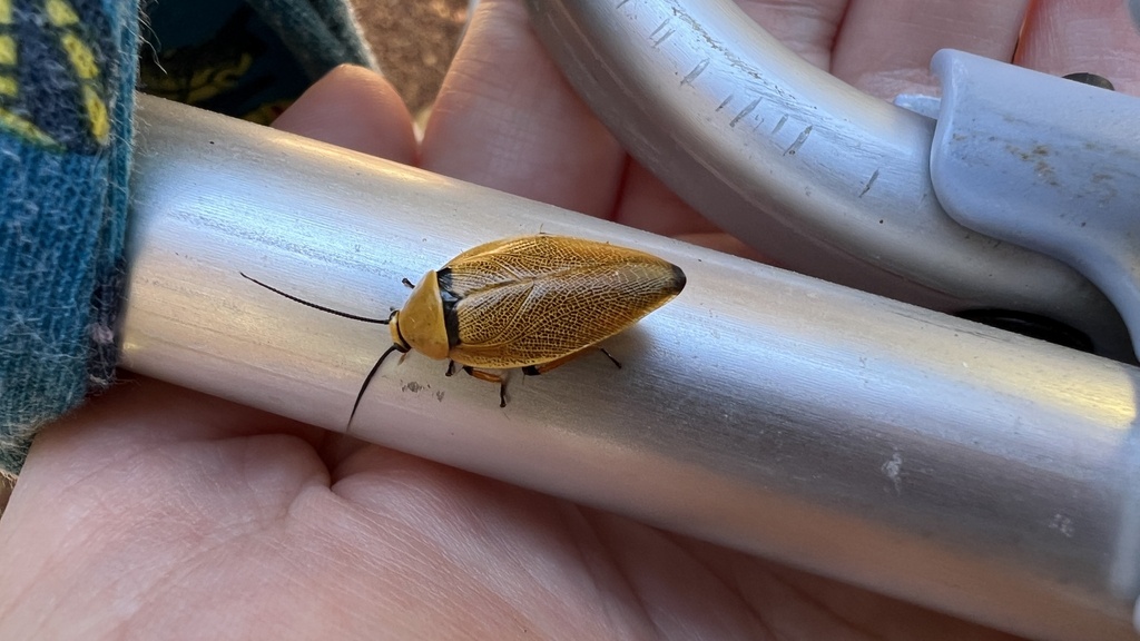bush cockroach from Stevens St, Mundaring, WA, AU on January 8, 2023 at ...
