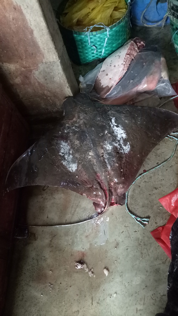 Javanese Cownose Ray (Rhinoptera javanica) - Marine Life Identification