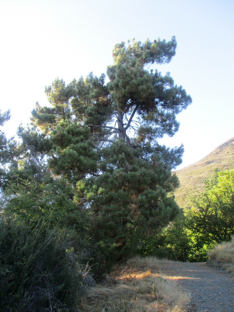 pines from Kawarau Falls, New Zealand on February 24, 2023 at 09:00 AM ...