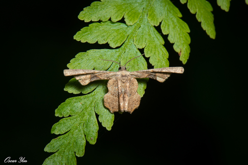 Monobolodes simulans · iNaturalist