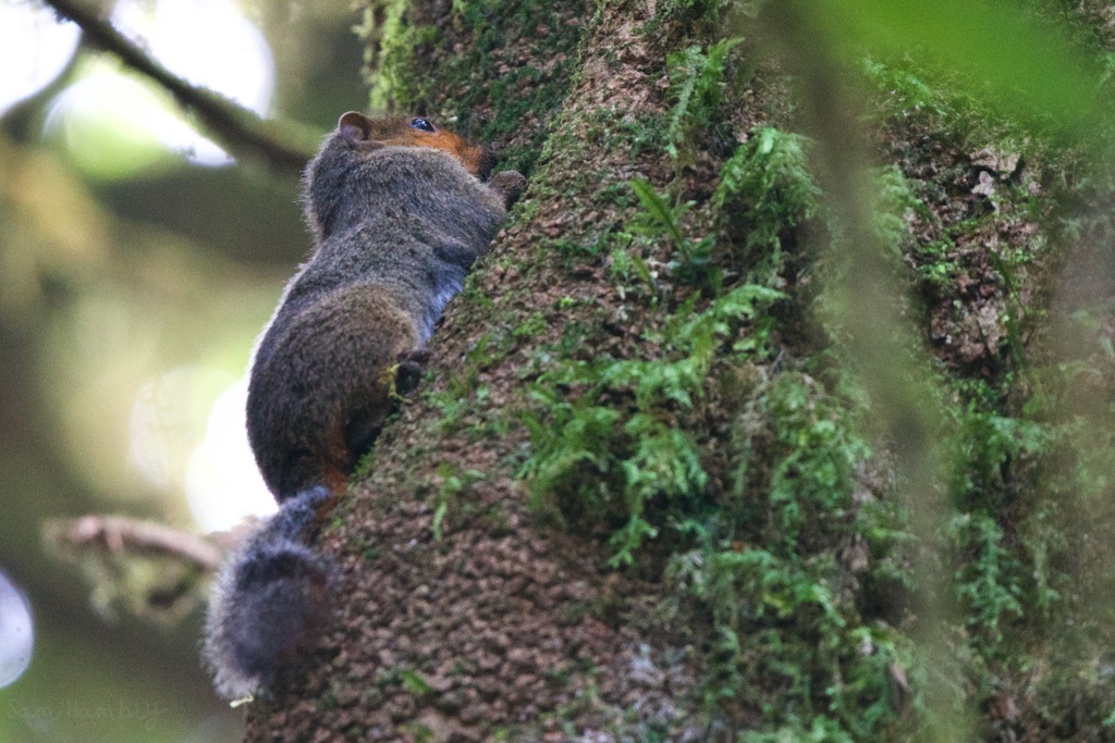 Asian Red-cheeked Squirrel from Ban Luang, Chom Thong District, Chiang ...