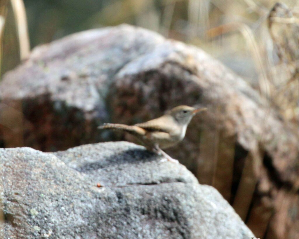 Rock Wren from Pima County, AZ, USA on February 26, 2023 at 01:27 PM by ...