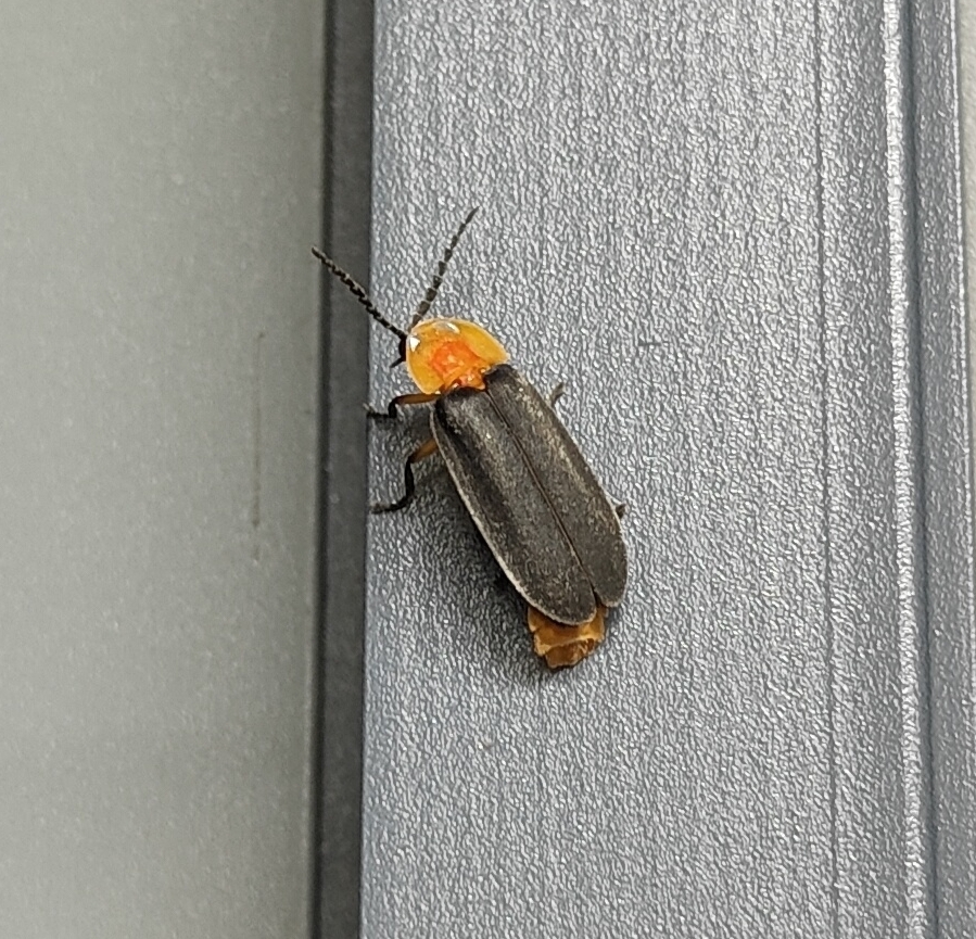 Pyrocoelia rufa from 中国山东省济南市历下区 on August 26, 2022 at 01:36 PM by ...