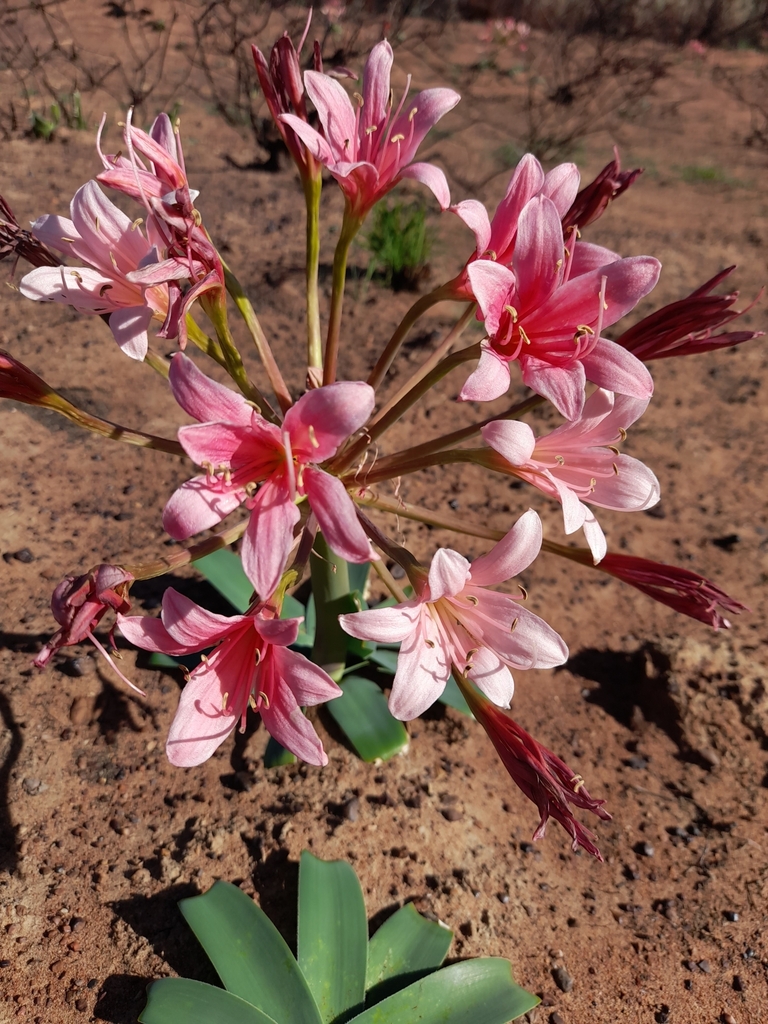 Malgas Lily from Witzenberg Local Municipality, South Africa on ...
