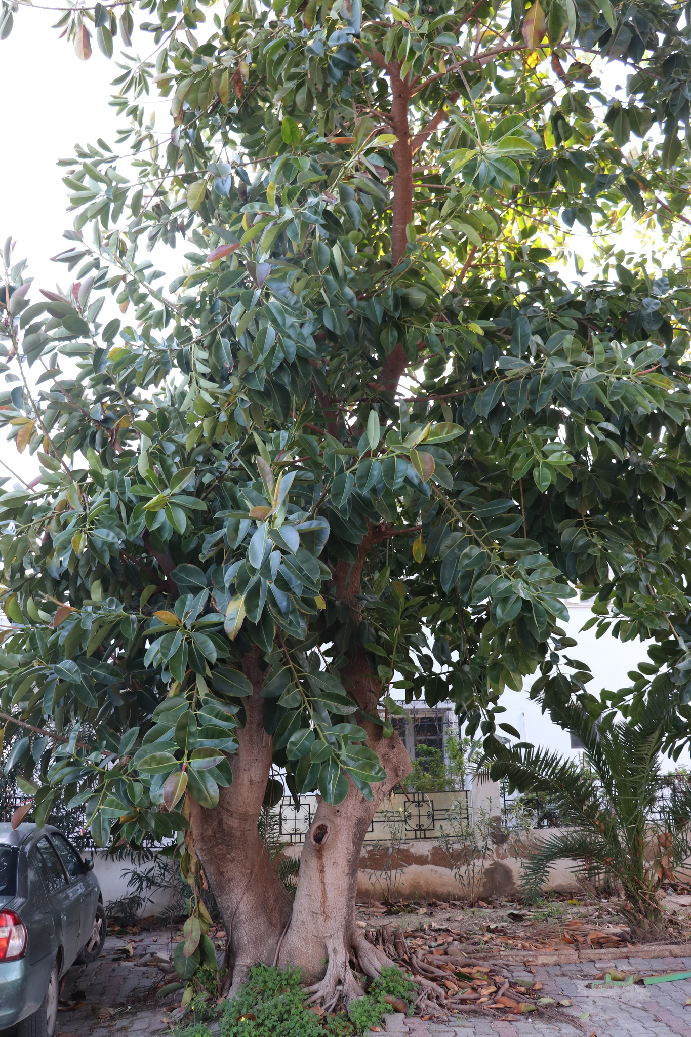 Ficus elastica Roxb.