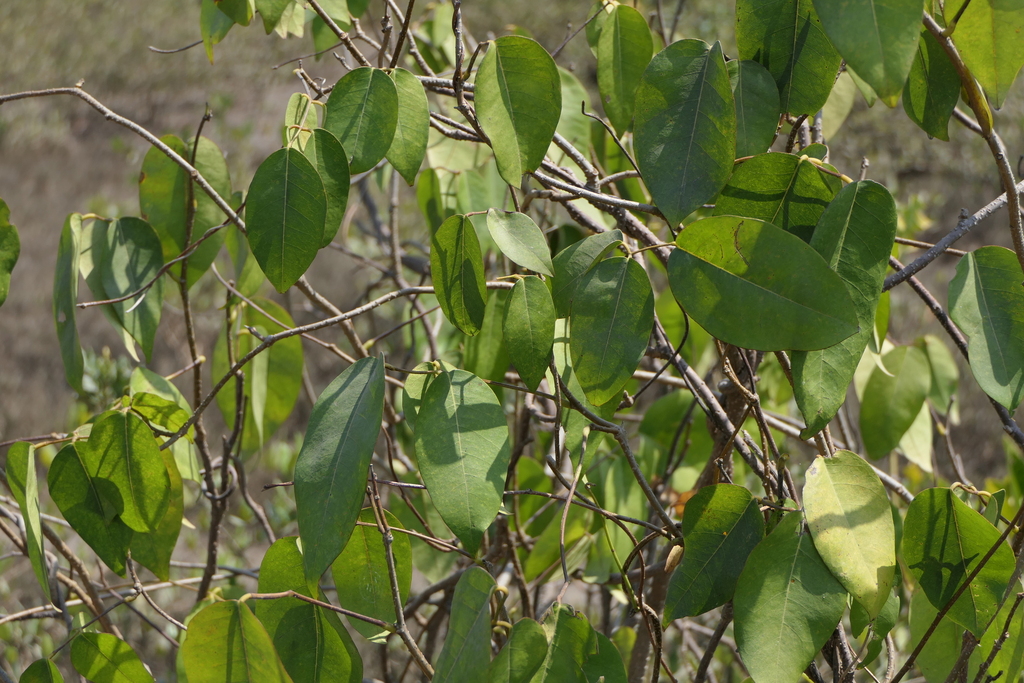 Common Derris from Shirgaon, Maharashtra, India on February 26, 2023 at ...