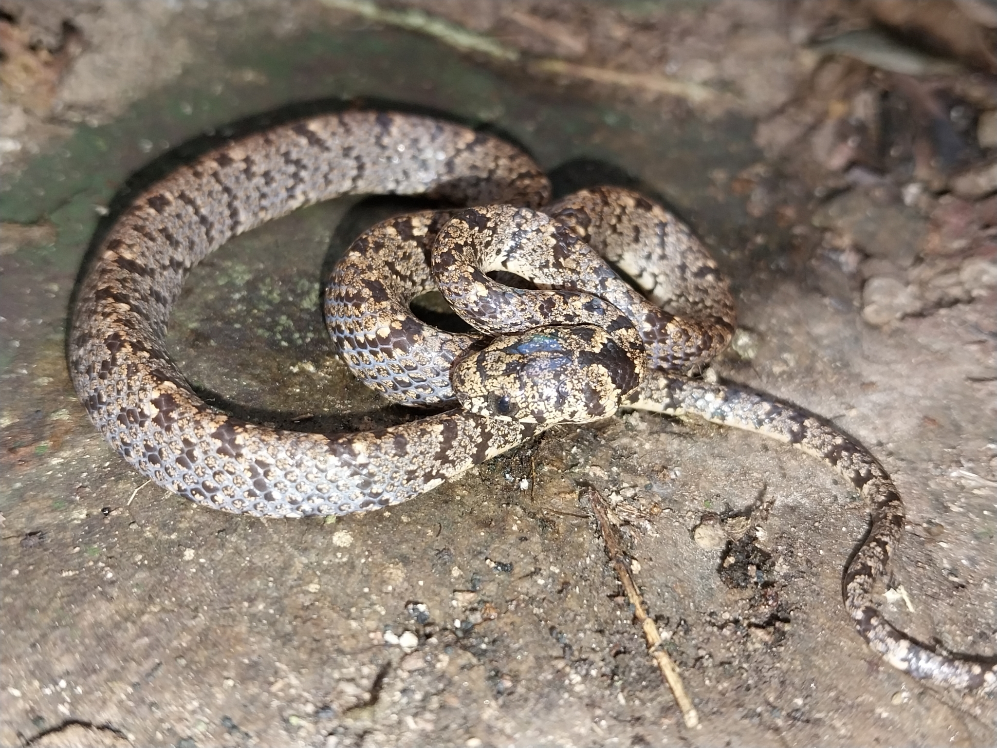 Sibon nebulatus (Linnaeus, 1758)