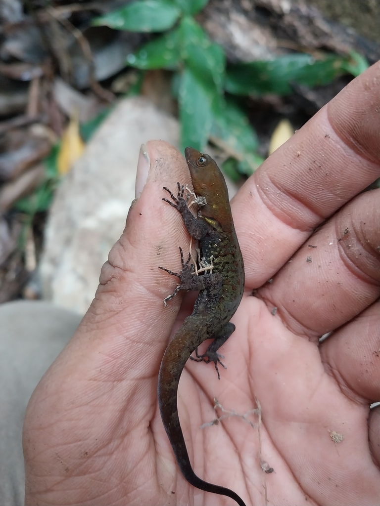 Brilliant South American Gecko from Trinidad and Tobago on February 19 ...