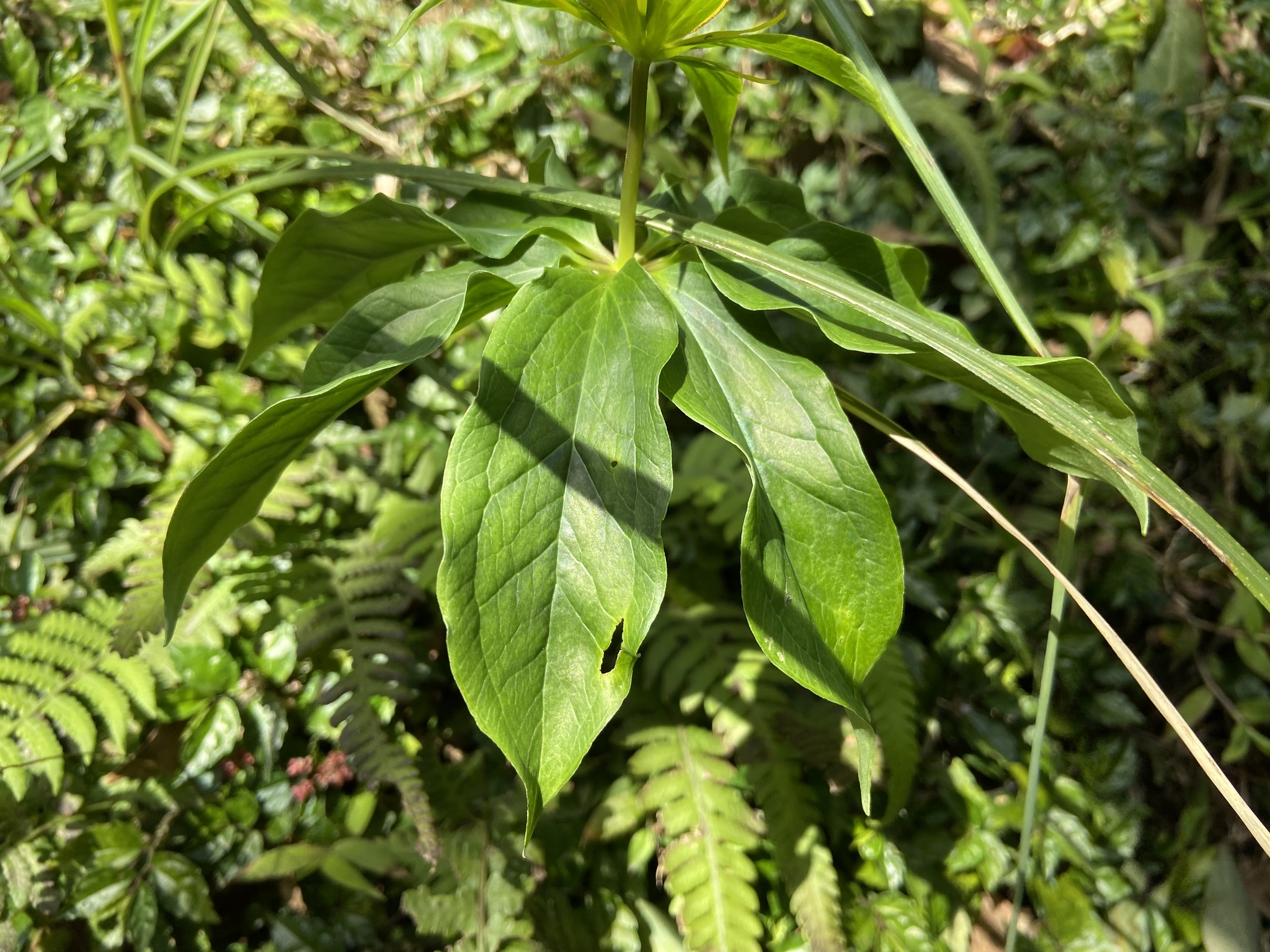 Paris polyphylla Sm.