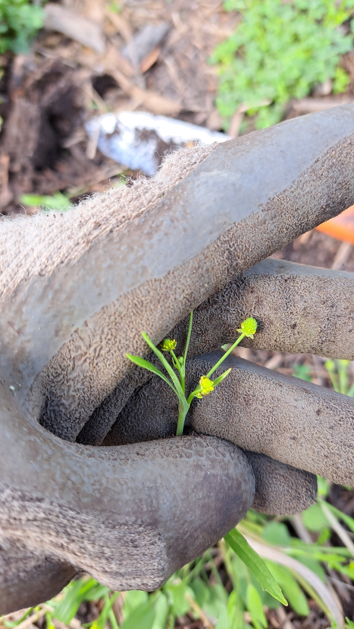 Ranunculus pusillus Poir.