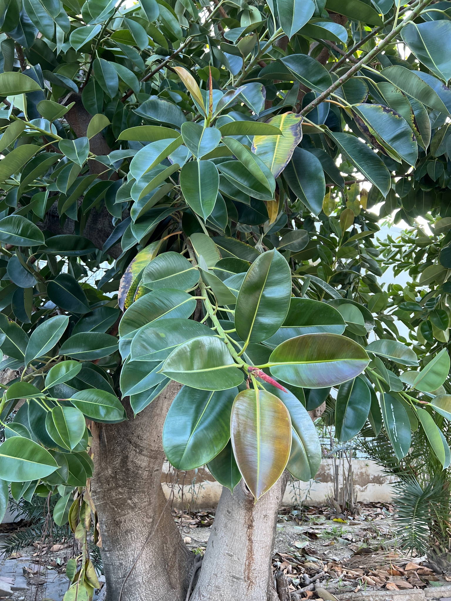 Ficus elastica Roxb.