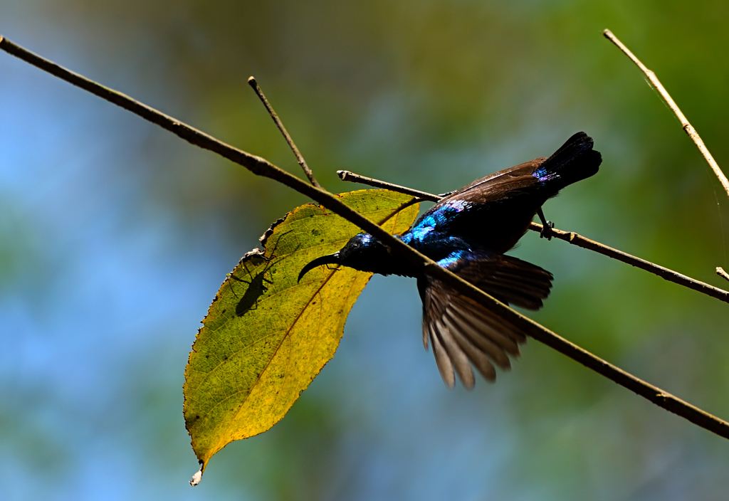Loten's Sunbird from Kuttikkad, Kerala, India on February 27, 2023 at ...