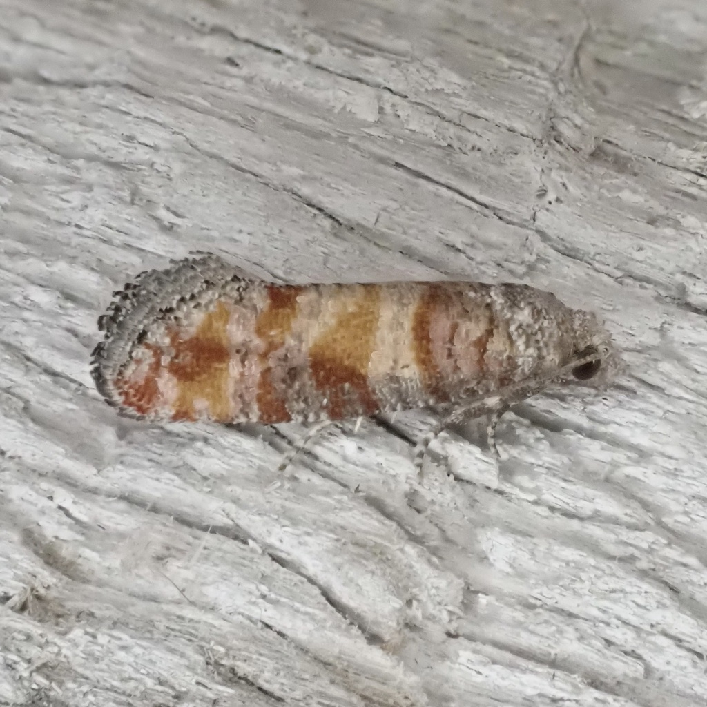 Nantucket Pine Tip Moth from CR-47, Midway, AL, US on February 26, 2023 ...