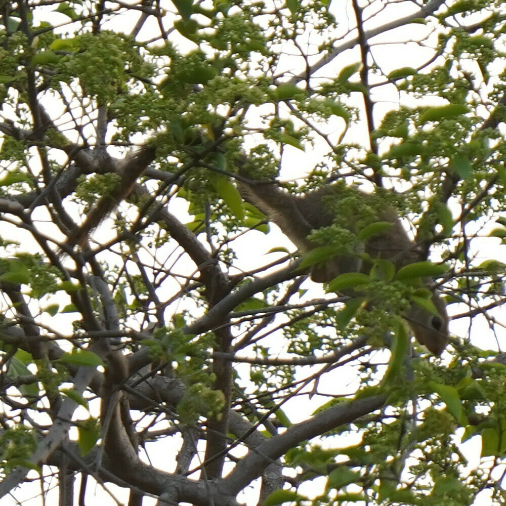 Gambian Sun Squirrel from Tendaba, The Gambia on February 24, 2023 at ...