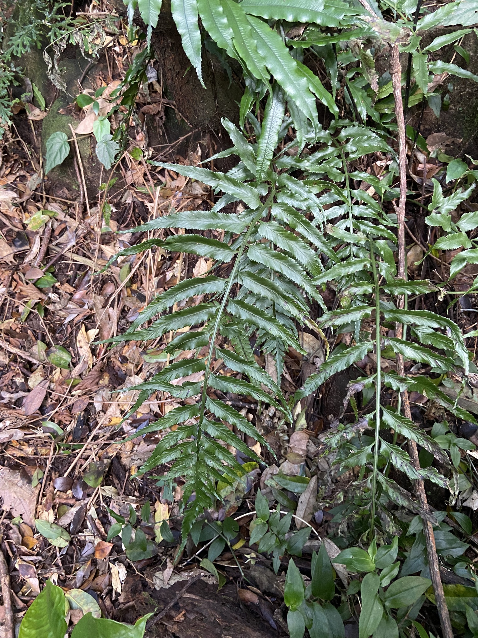 Asplenium wrightii D.C.Eaton ex Hook.