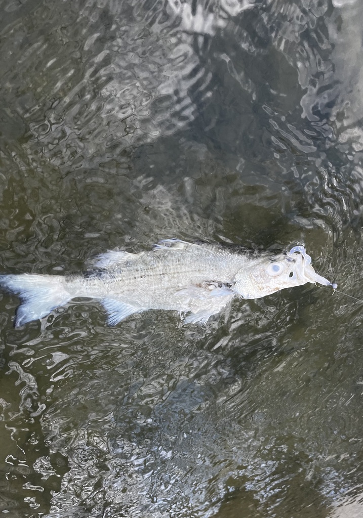 White Bass from Kerrville Lake, Kerrville, TX, US on February 26, 2023 ...