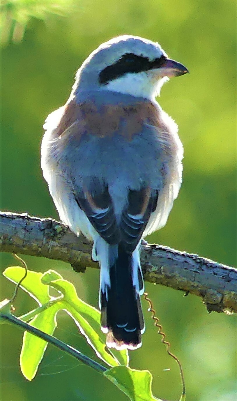 Lanius collurio Linnaeus, 1758