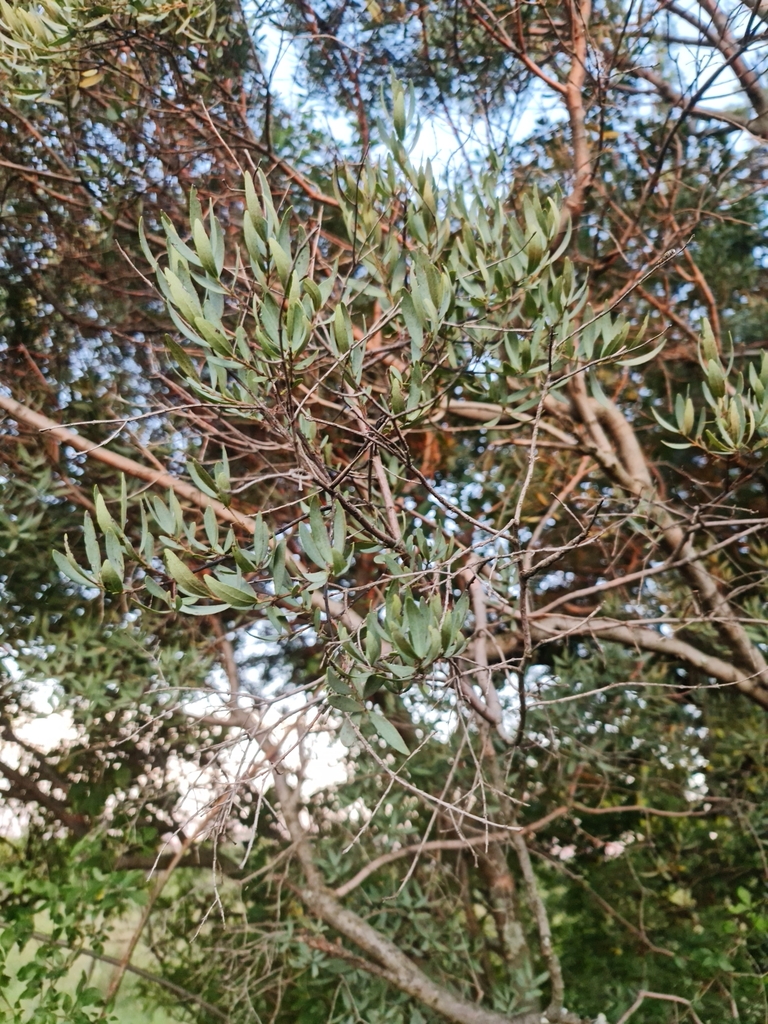 Blue Gwarrie from Merafong City Local Municipality, South Africa on ...