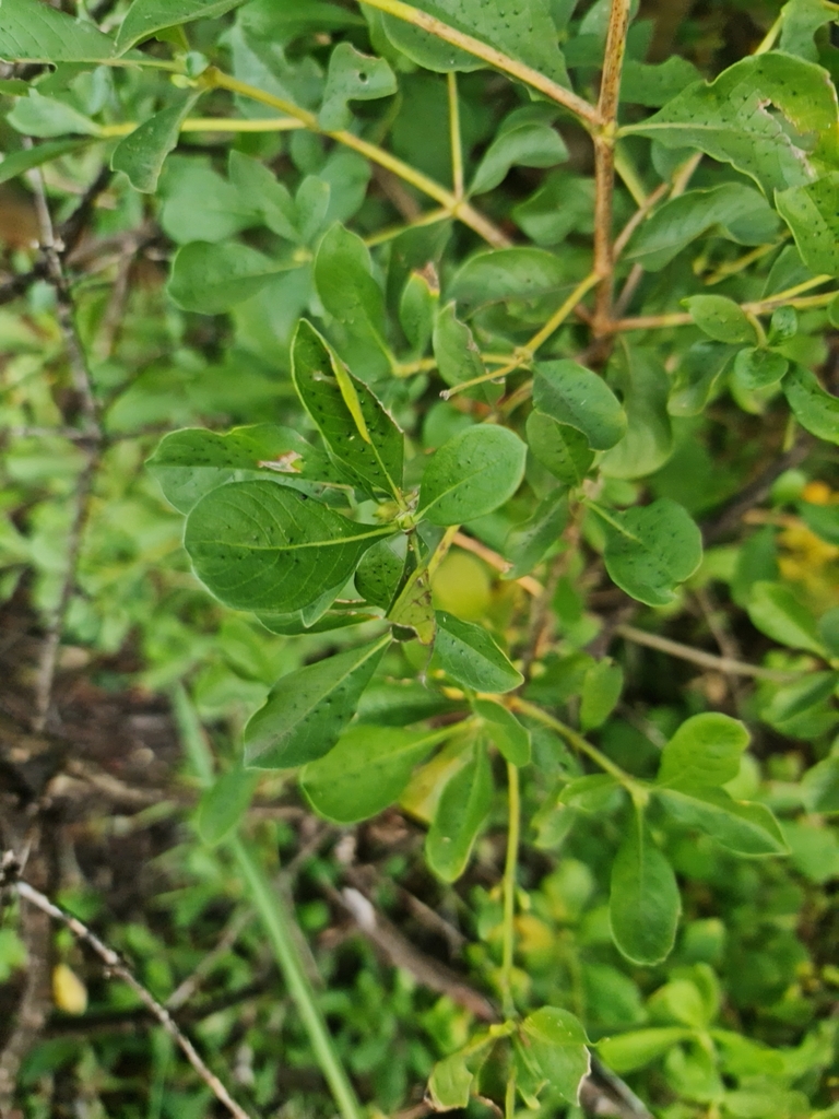 Common Pavetta from Merafong City Local Municipality, South Africa on ...