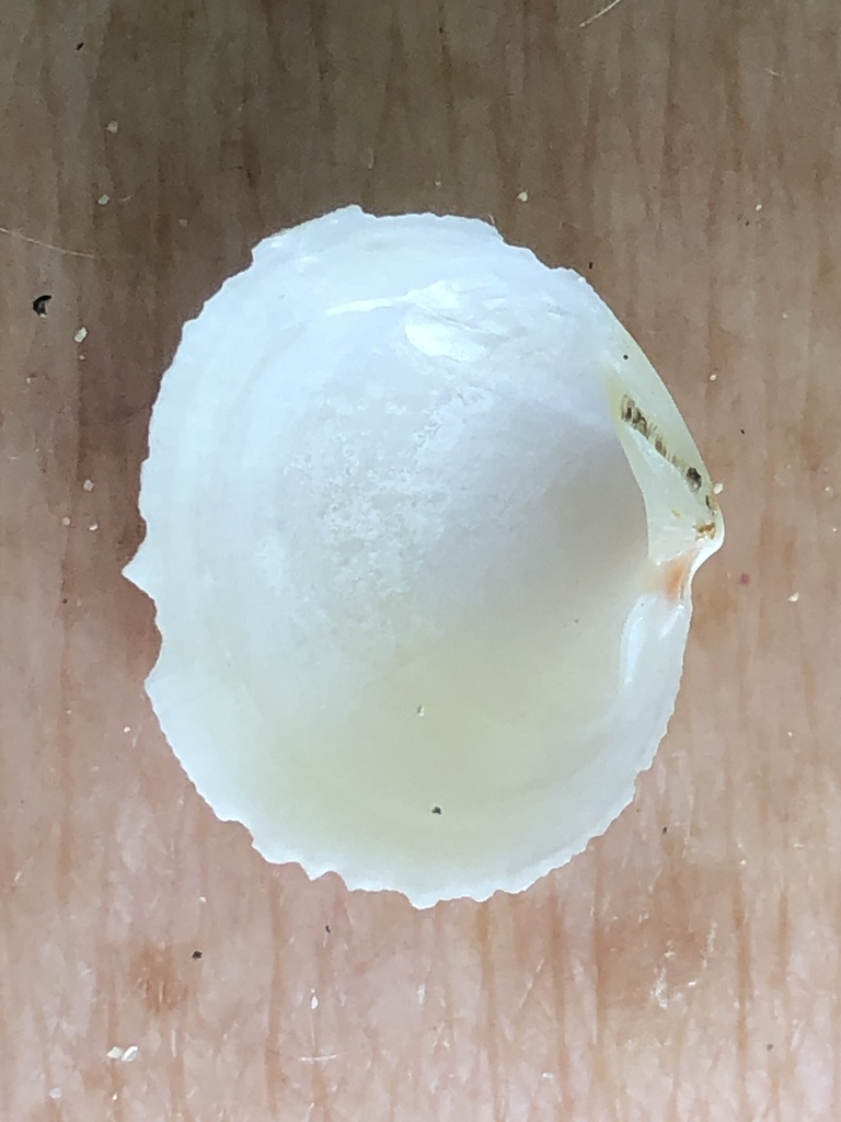 Tiger Lucine from Nevis, Saint Kitts and Nevis, KN on February 28, 2023 ...