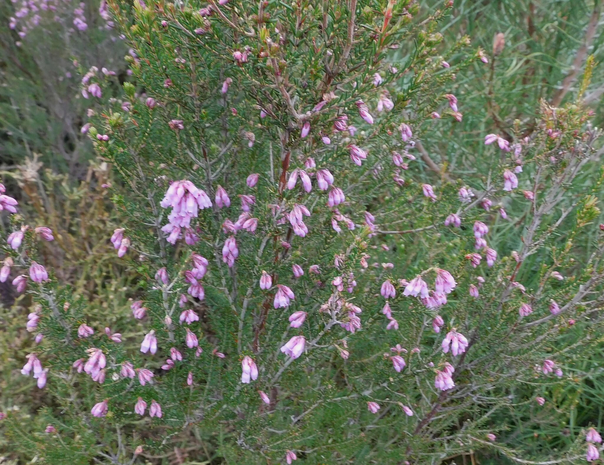 Erica australis L.