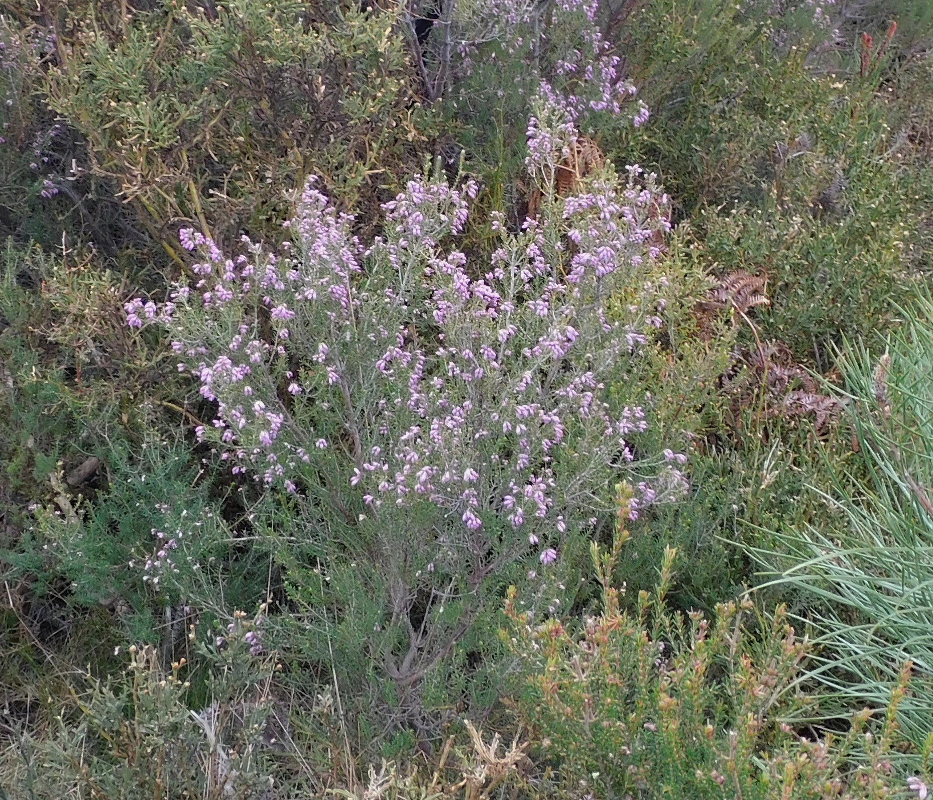 Erica australis L.