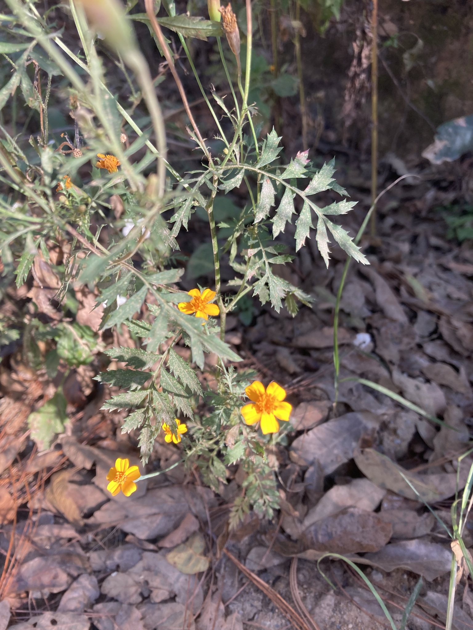 Tagetes tenuifolia Cav.