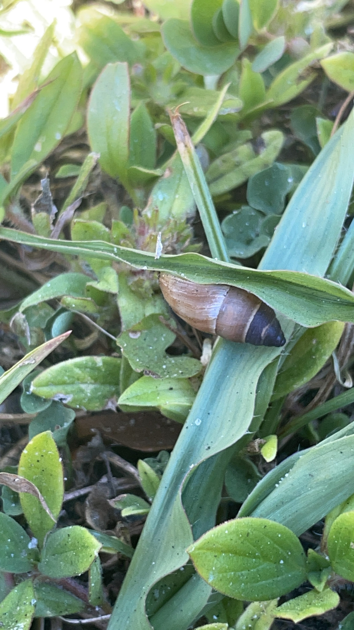 Bulimulus guadalupensis (Bruguière, 1789)