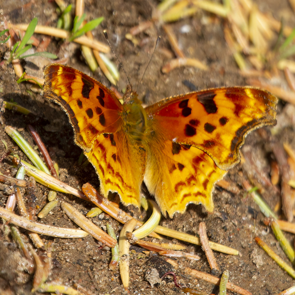 Satyr Comma from Rio Blanco County, CO, USA on July 10, 2013 at 09:31 ...