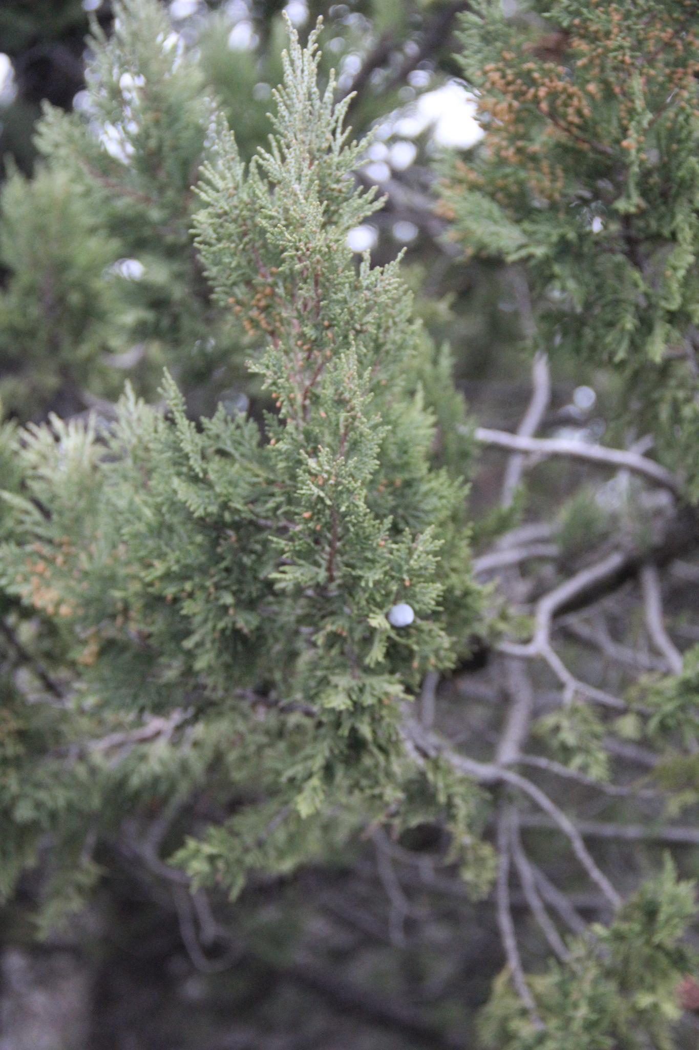 Juniperus excelsa M.-Bieb.