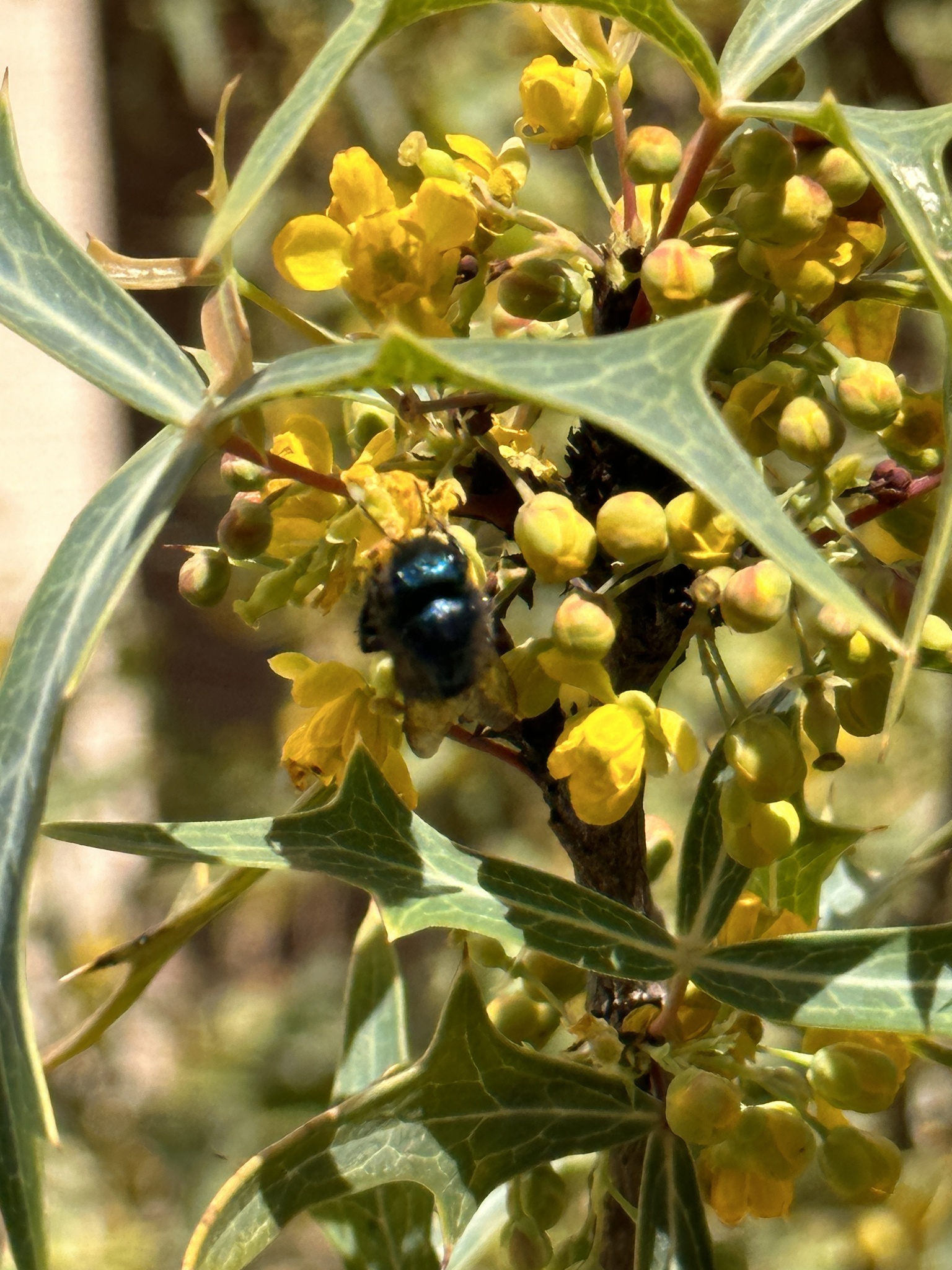 Osmia ribifloris Cockerell, 1900