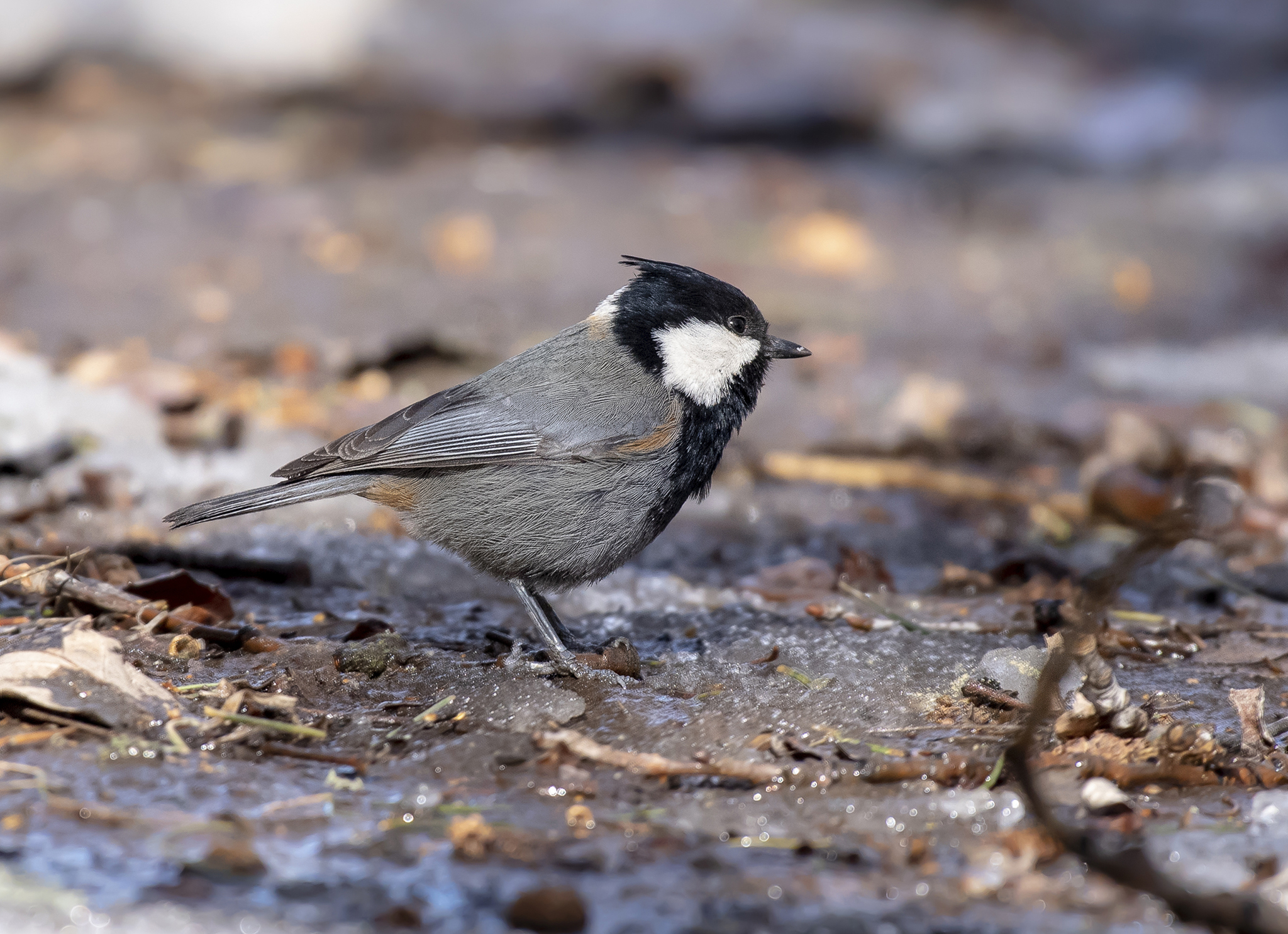 Periparus rufonuchalis (Blyth, 1849)