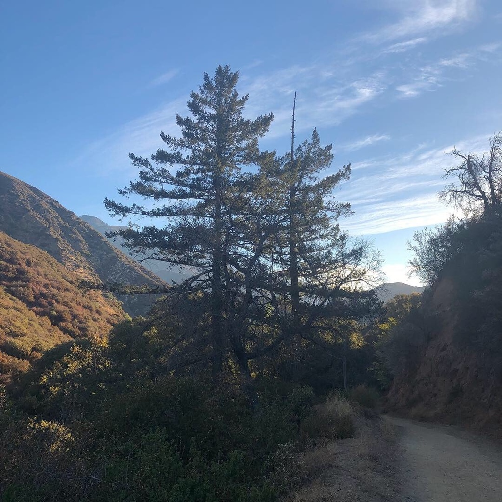 Bigcone Douglas-fir from Angeles National Forest, La Verne, CA, US on ...